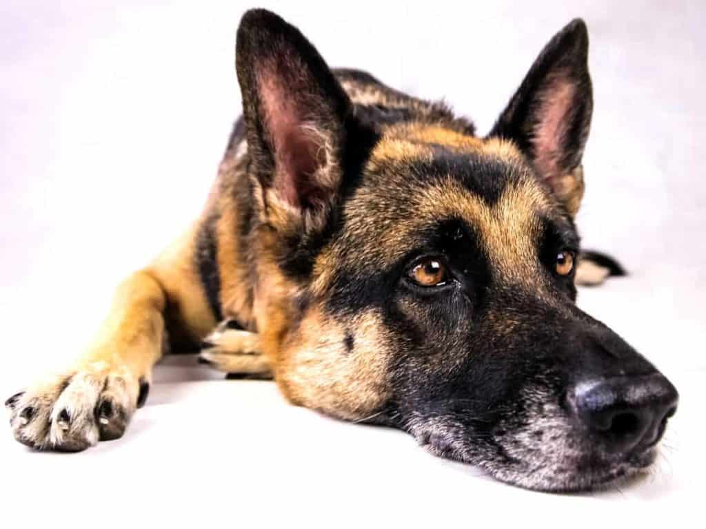10 Reasons Why German Shepherds Are Great Family Dogs – The German ...
