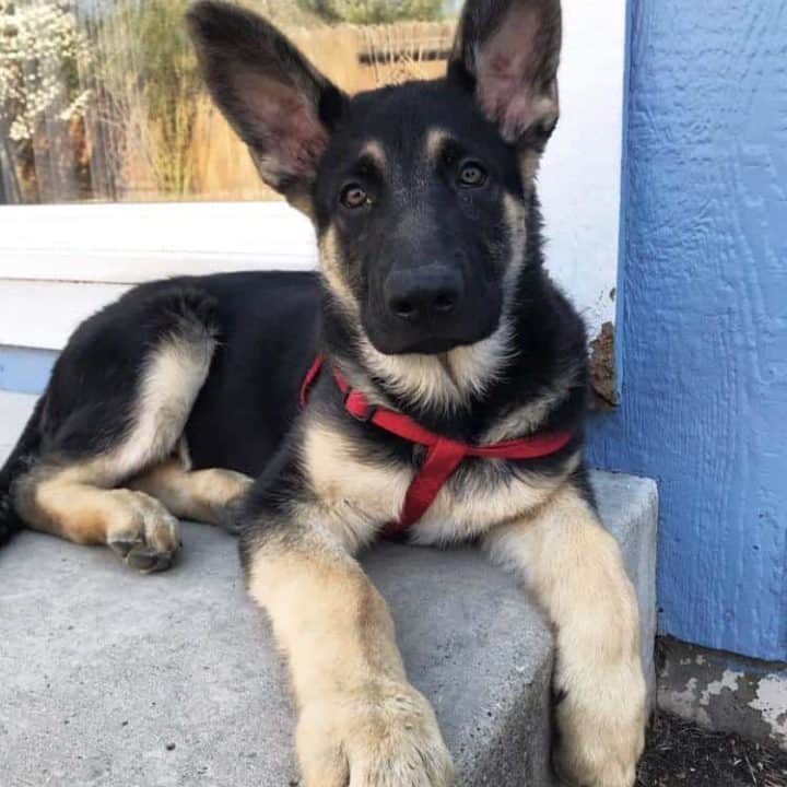 What You Need to Know Before You Buy a German Shepherd – The German ...