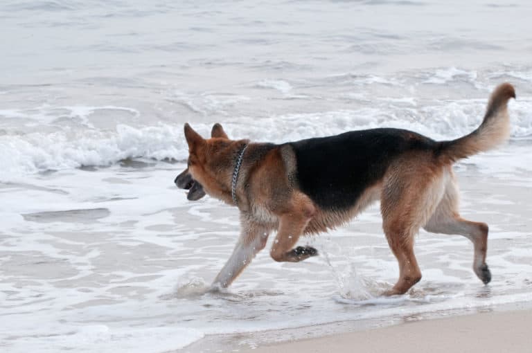 Why is my German Shepherd Afraid of Water? (And How to Prevent It ...