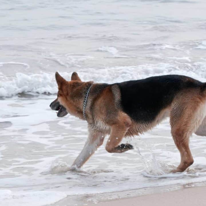 Why is my German Shepherd Afraid of Water? (And How to Prevent It ...