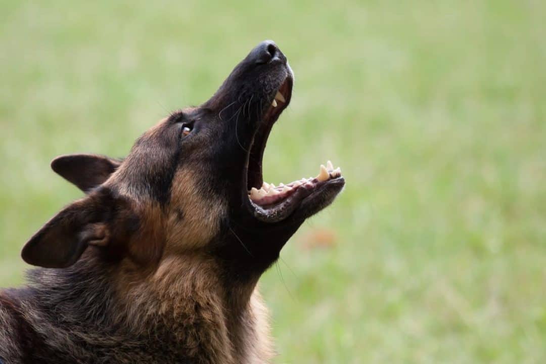 German Shepherd Aggression: Why and What to Do About It – The German ...