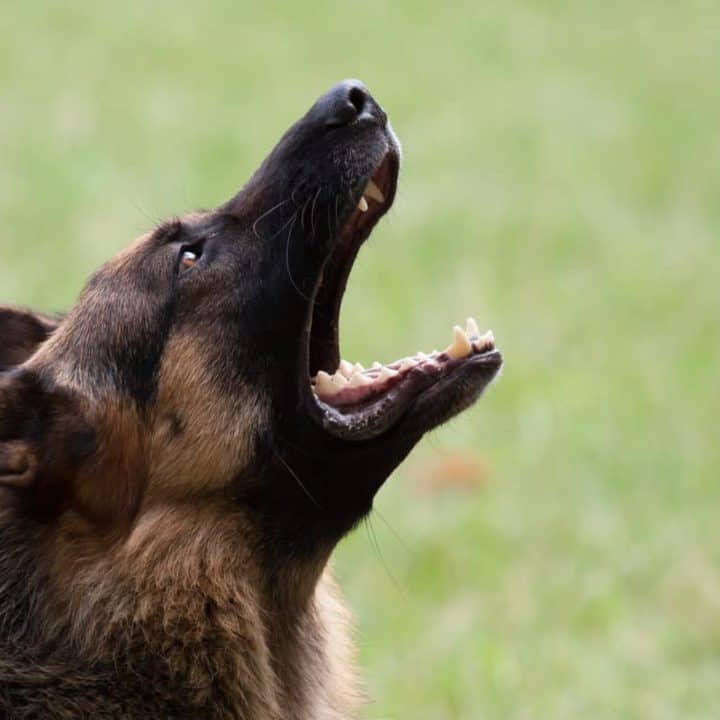 German Shepherd Aggression: Why and What to Do About It – The German ...