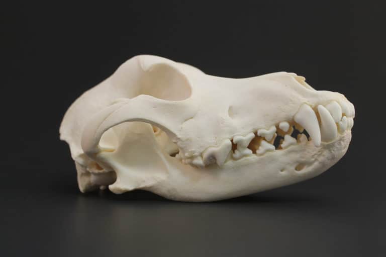 What’s the Bite Force of a German Shepherd? - The German Shepherder