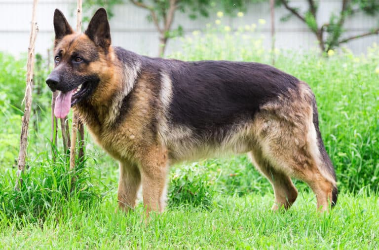 German Shepherd Feeding Guide: All You Need to Know - The German Shepherder