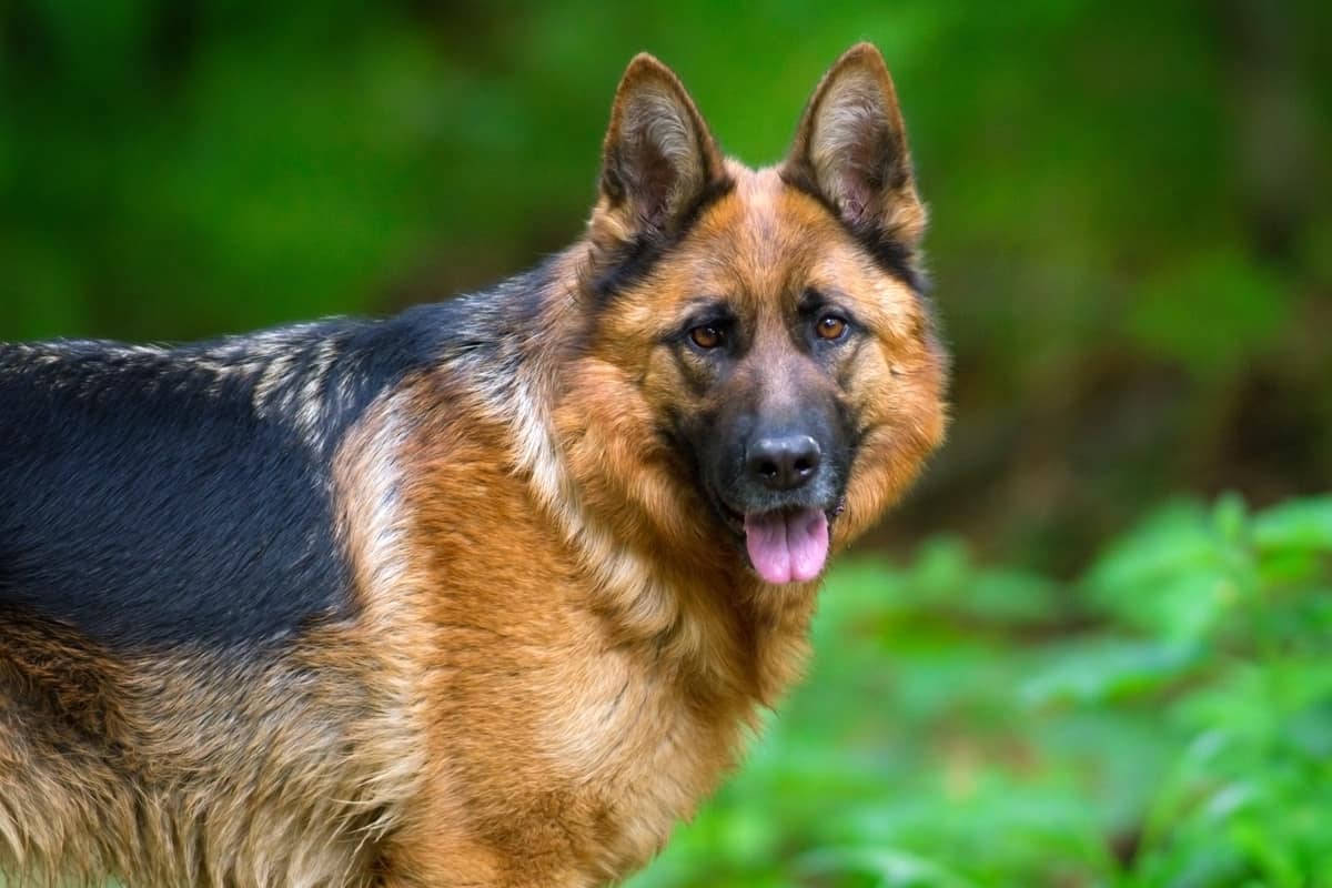 Can You Feed a German Shepherd Raw Meat? - The German Shepherder