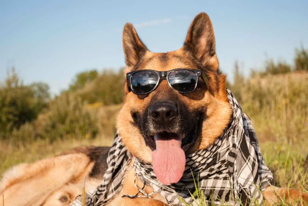 How To Socialize Your German Shepherd - The German Shepherder