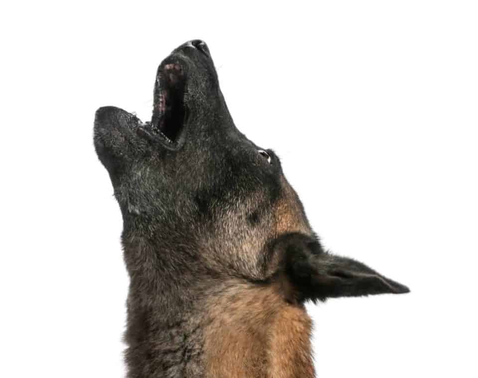 Why Do German Shepherds Howl? Understand What It Means – The German ...
