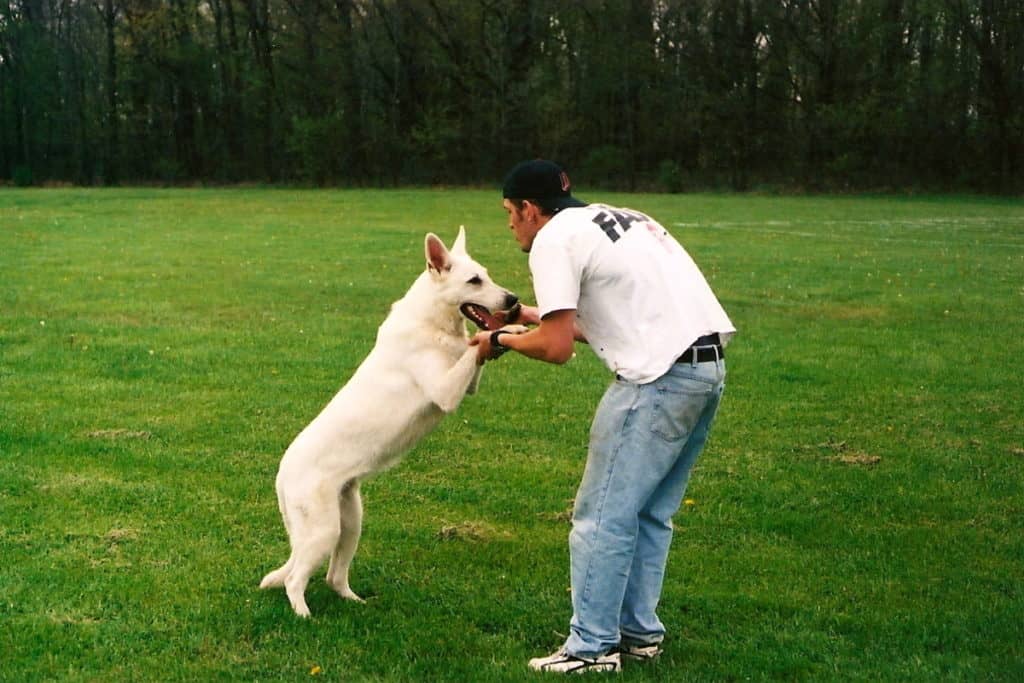 How to Care for German Shepherds in Heat: The Ultimate Guide - The ...