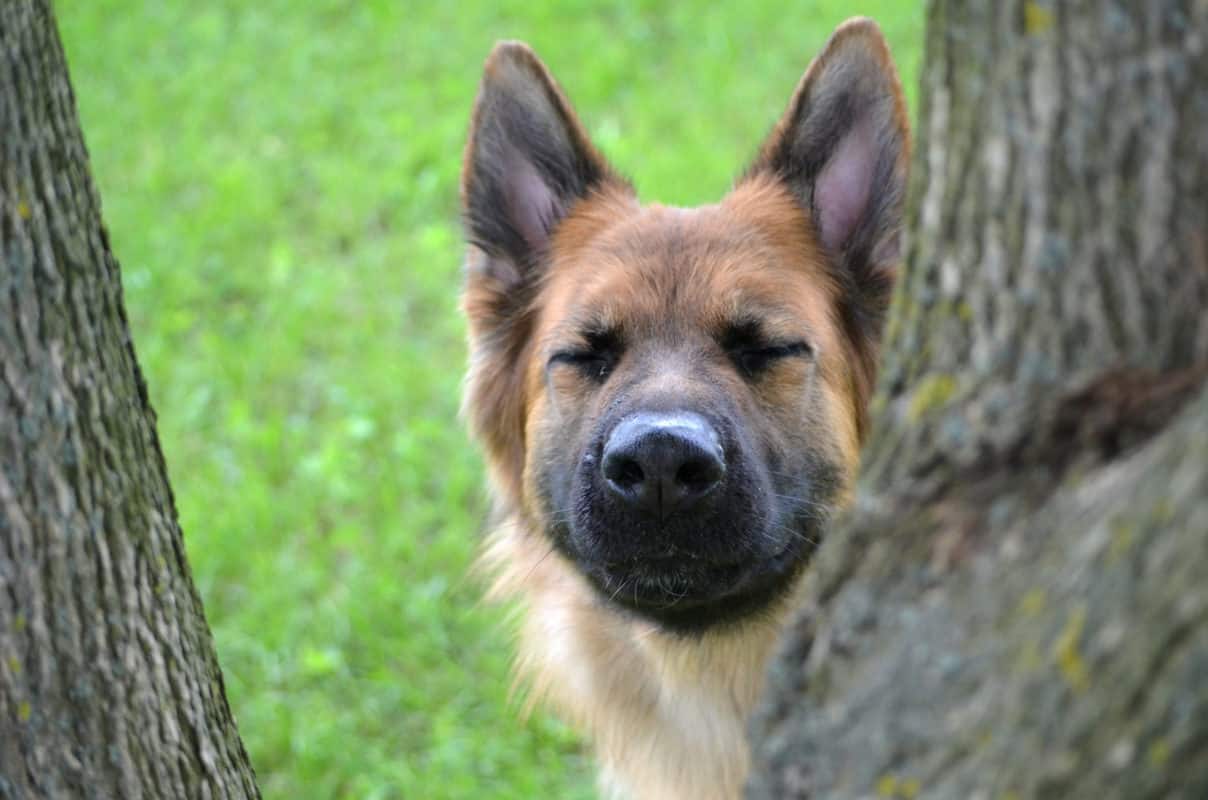 How to Read a German Shepherd’s Body Language - The German Shepherder