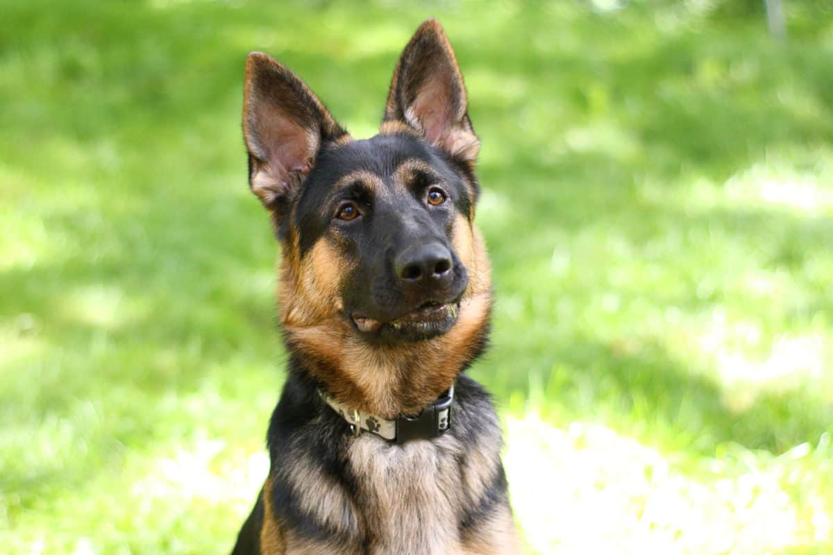 How to Read a German Shepherd’s Body Language - The German Shepherder