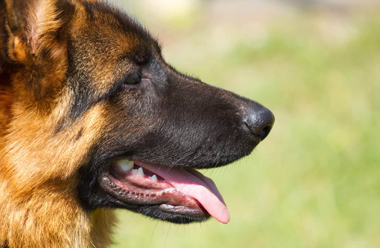 How to Read a German Shepherd’s Body Language - The German Shepherder