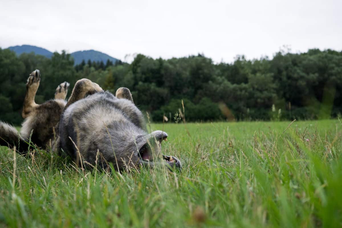 Smelly German Shepherd? Here’s What You Should Know! - The German ...