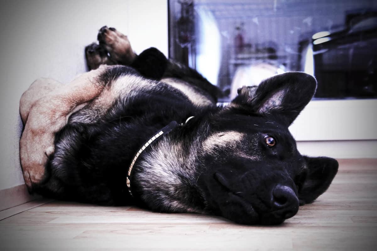 Smelly German Shepherd? Here’s What You Should Know! - The German ...