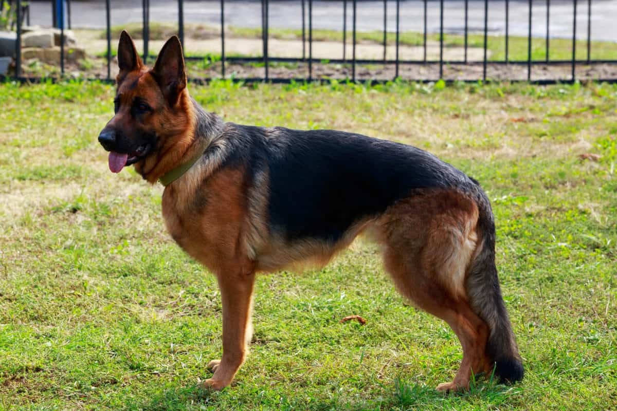 How to Read a German Shepherd’s Body Language - The German Shepherder