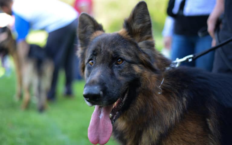 How to Care for German Shepherds in Heat: The Ultimate Guide - The ...