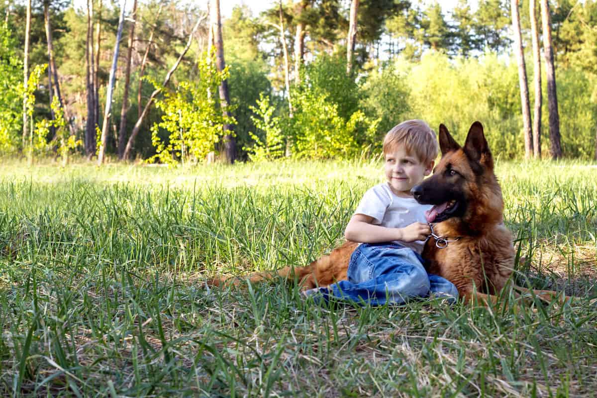 Are German Shepherds Good With Kids? – The German Shepherder