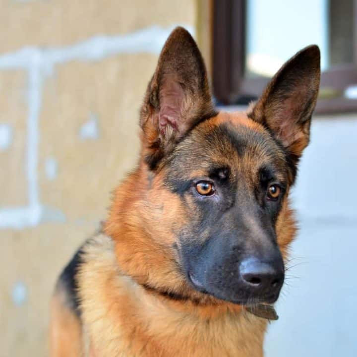 Top 5 Best Guard Dogs to Protect Your Home and Family – The German ...