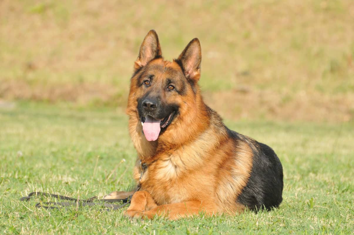 Top 5 Best Guard Dogs to Protect Your Home and Family – The German ...