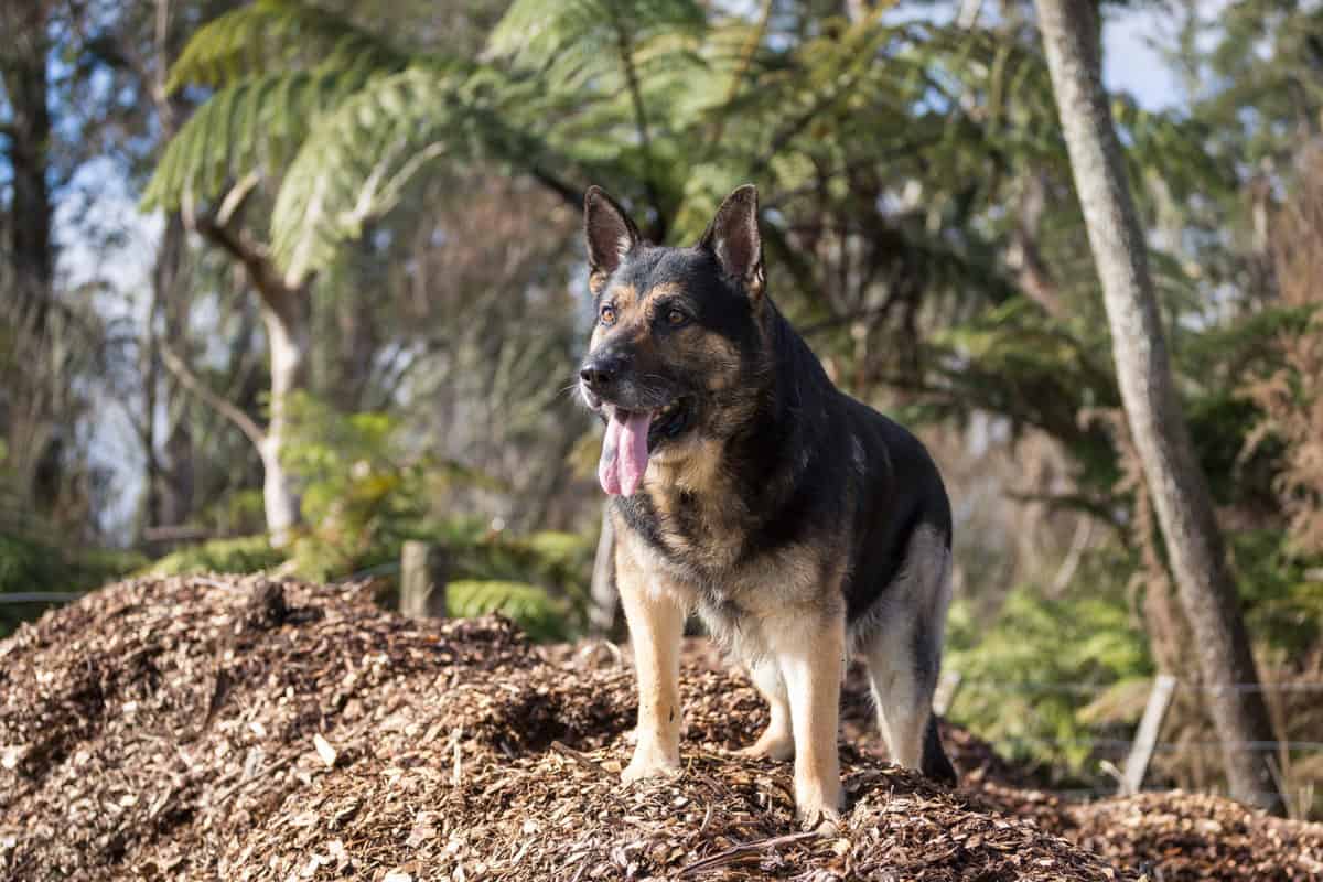 Is My German Shepherd Overweight? Here’s How to Tell – The German ...