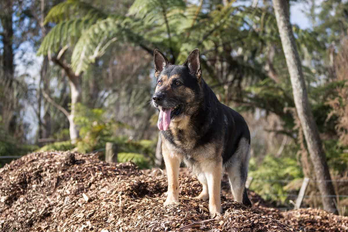 Is My German Shepherd Overweight? Here’s How to Tell – The German ...