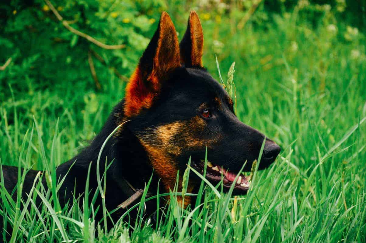 When Will My German Shepherd’s Ears Stand Up? - The German Shepherder