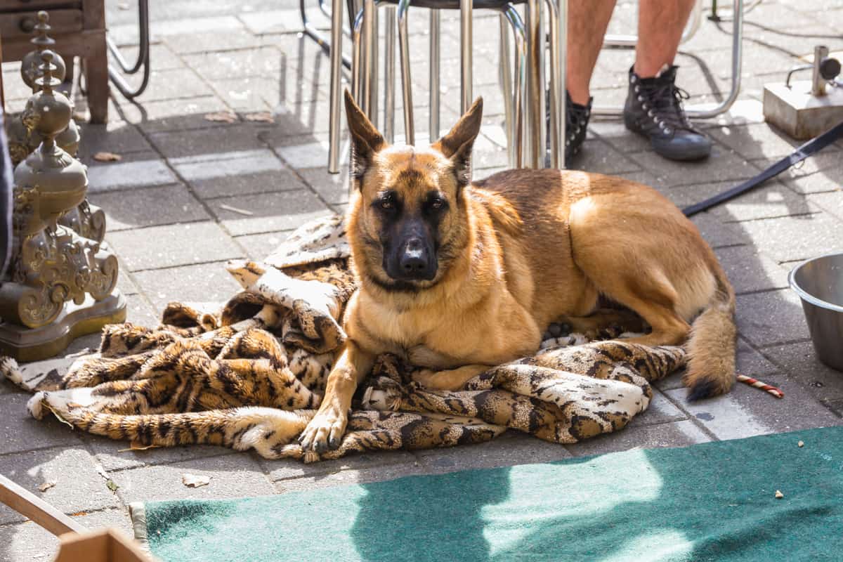 Why Do Dogs Turn in Circles Before Lying Down? - The German Shepherder