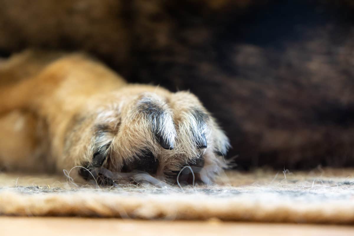 Why Do Dogs Turn in Circles Before Lying Down? - The German Shepherder