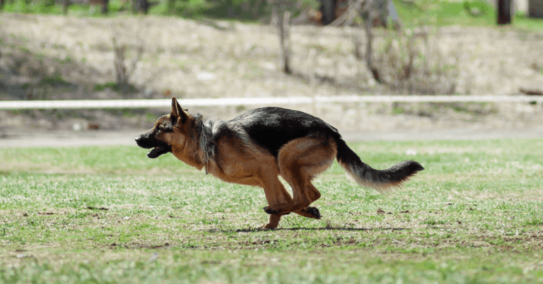 German Shepherd Training Guide: All You Need to Know – The German ...
