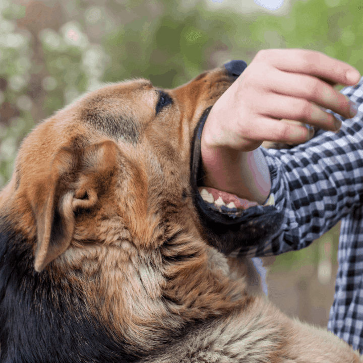 Do German Shepherds Bite Their Owners? Signs to Watch For – The German ...