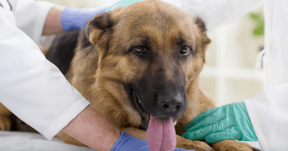 German Shepherd Allergies: All You Need To Know - The German Shepherder