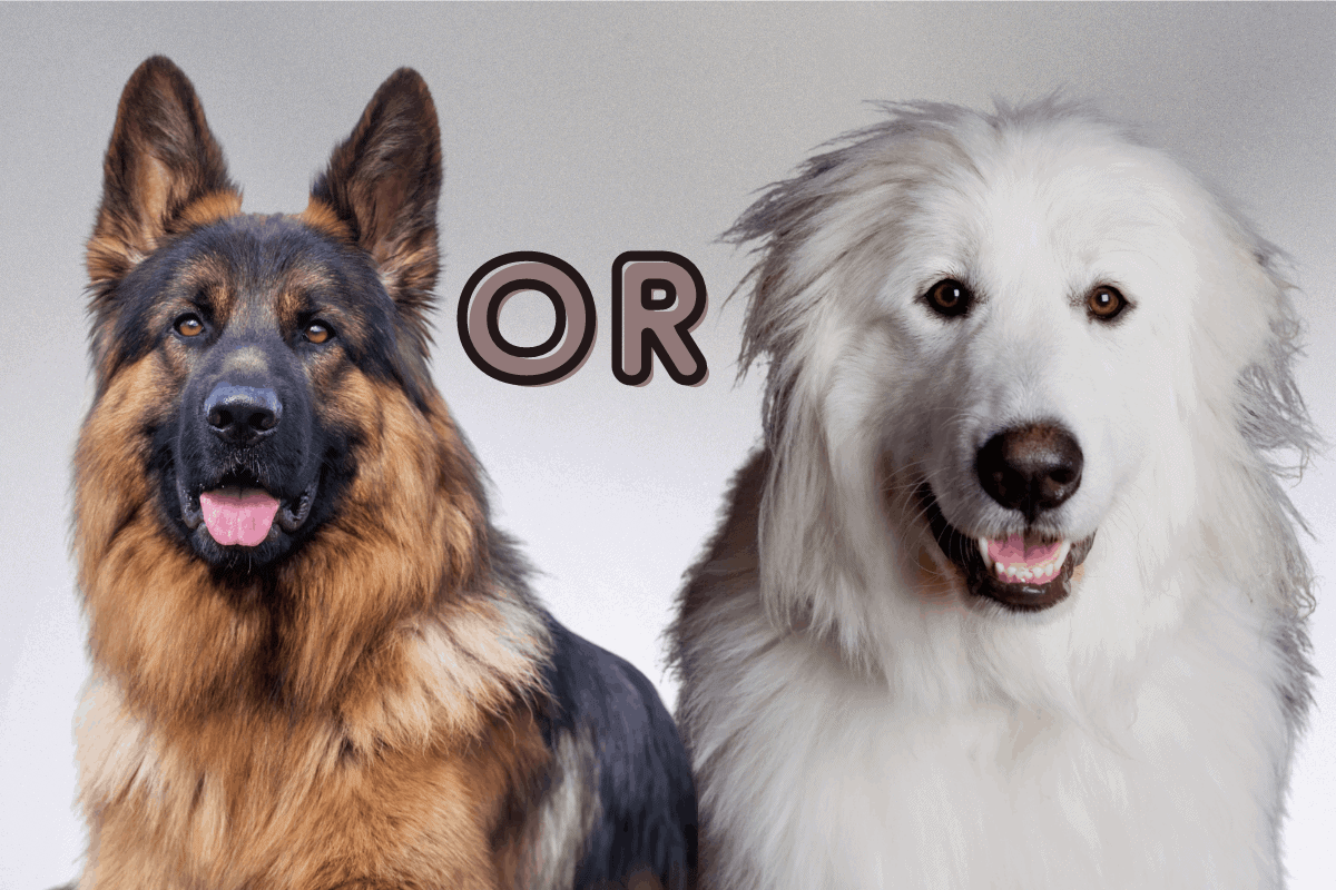 German Shepherd vs. Great Pyrenees: Which Should You Get? - The German ...