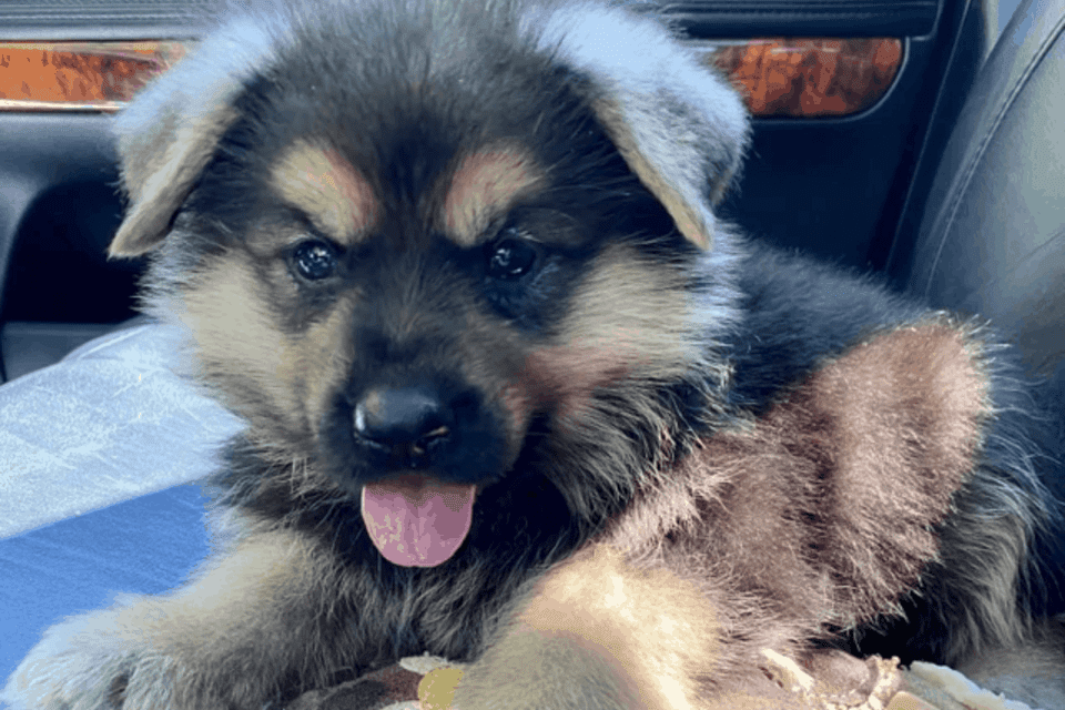 Dwarf German Shepherd: All About This Genetic Disorder – The German ...