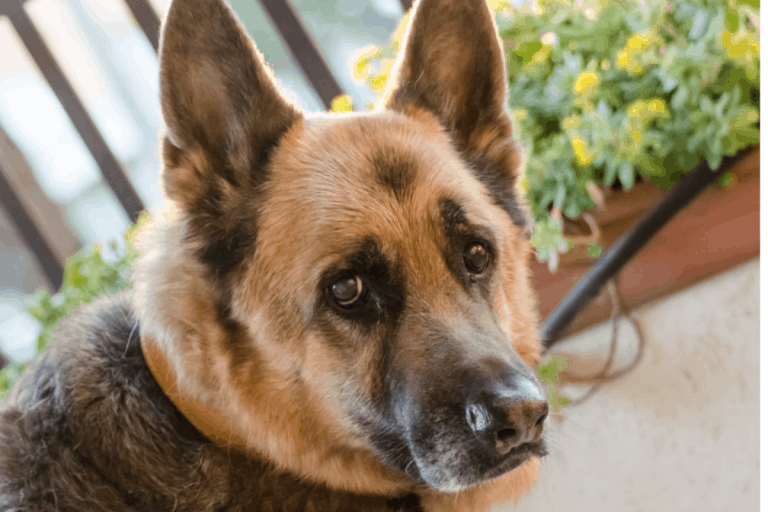 How to Deal with German Shepherd Separation Anxiety – The German Shepherder