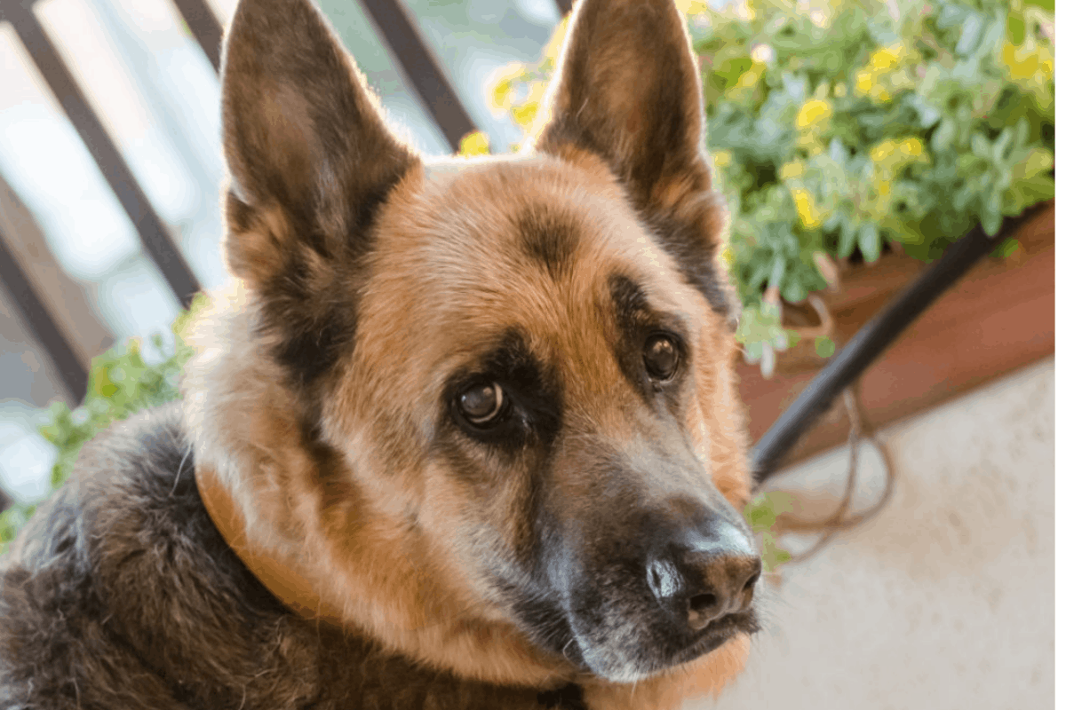 How to Deal with German Shepherd Separation Anxiety – The German Shepherder