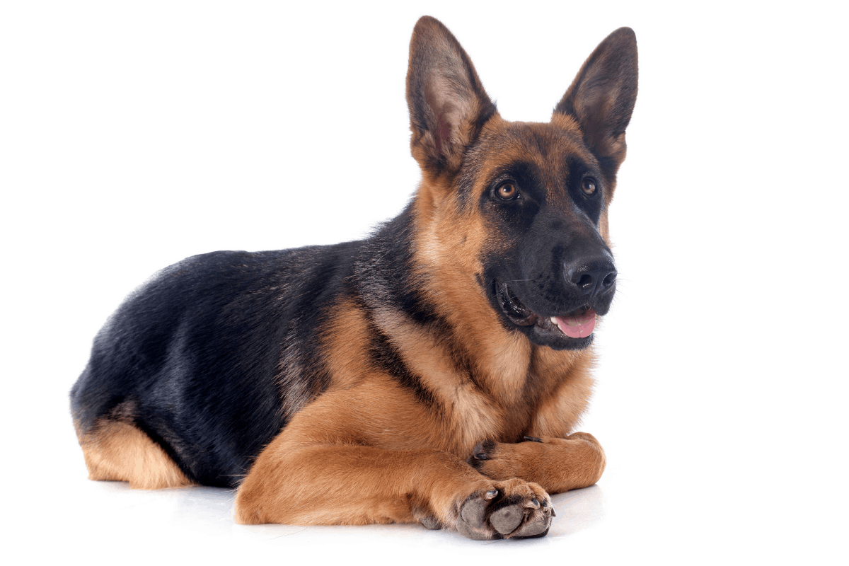 German Shepherd Weight And Growth Chart: Puppy To Adult - The German ...