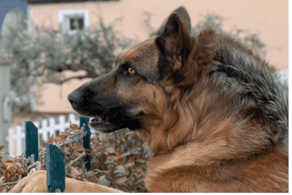 Why Does My German Shepherd’s Hair Stand Up? 6 Reasons – The German ...