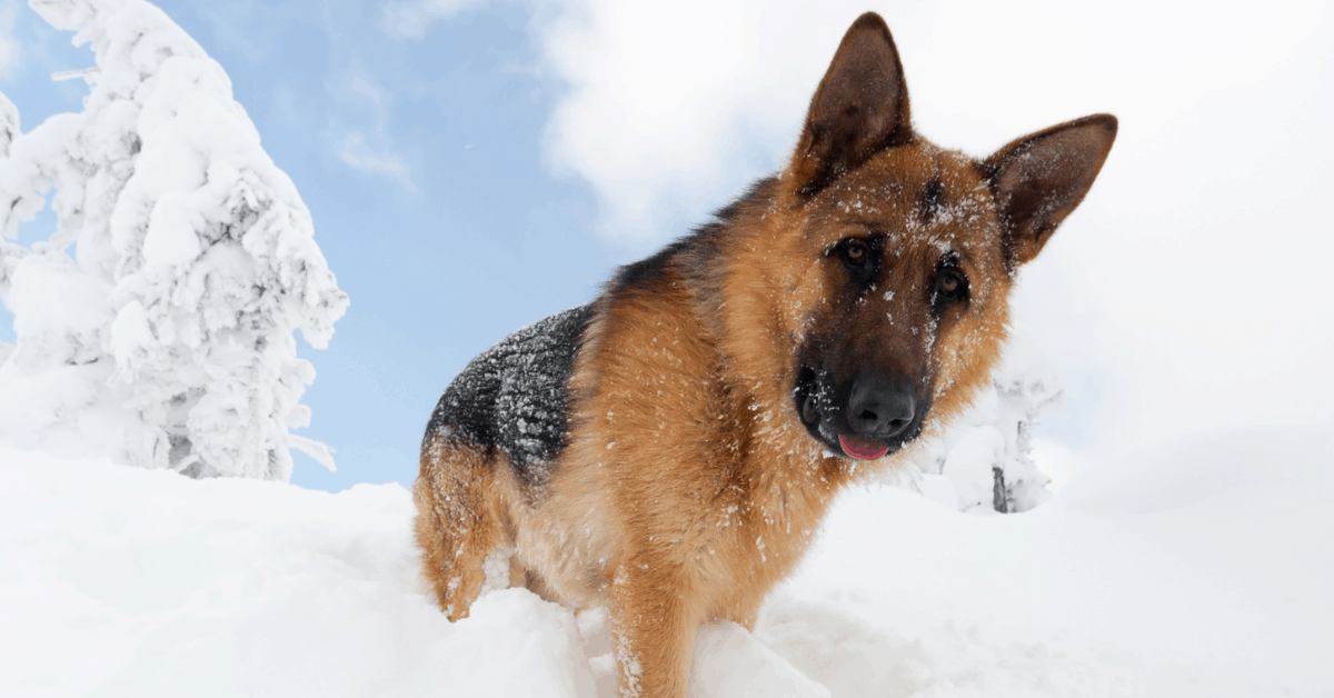 Why Does My German Shepherd’s Hair Stand Up? 6 Reasons – The German ...