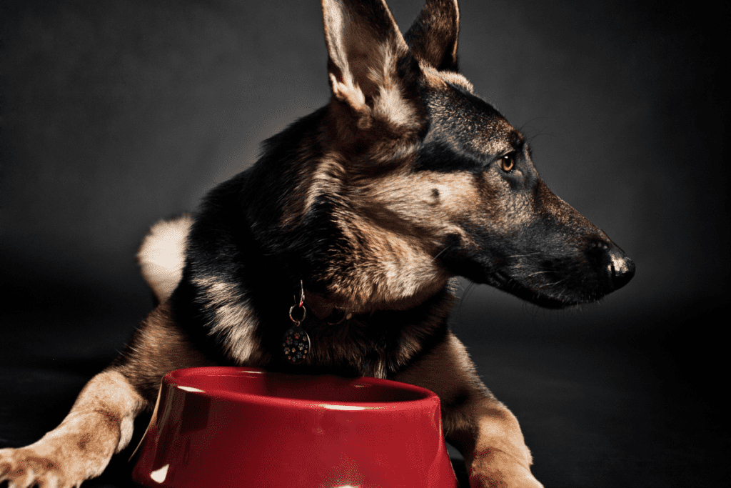 Complete Guide to What German Shepherds Can & Can’t Eat – The German ...