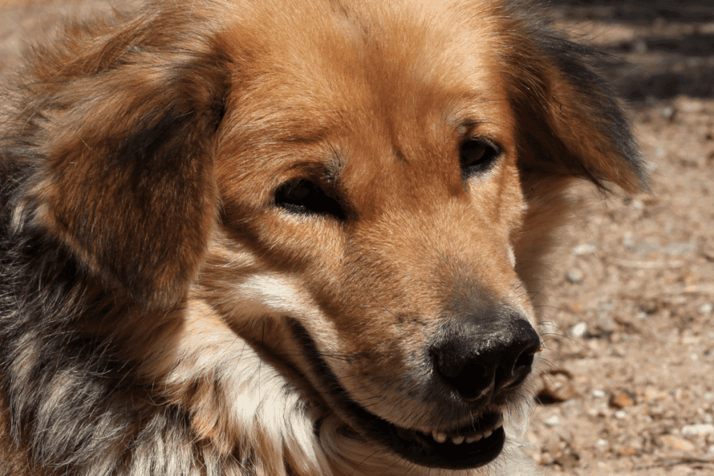 German Shepherd Golden Retriever Mix: A Complete Guide – The German ...