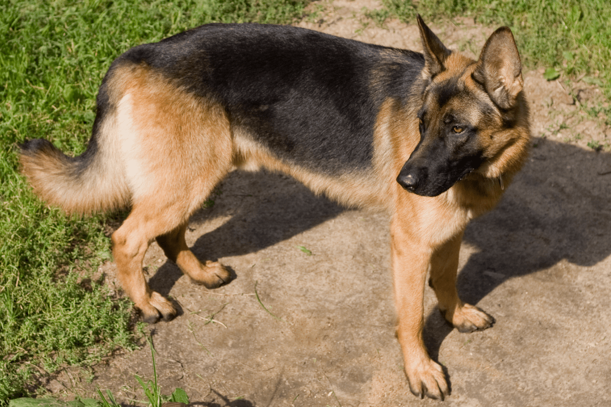 German Shepherd Bloat: Prevent This Dangerous Condition – The German ...