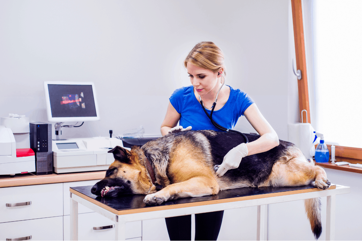 German Shepherd Bloat: Prevent This Dangerous Condition – The German ...