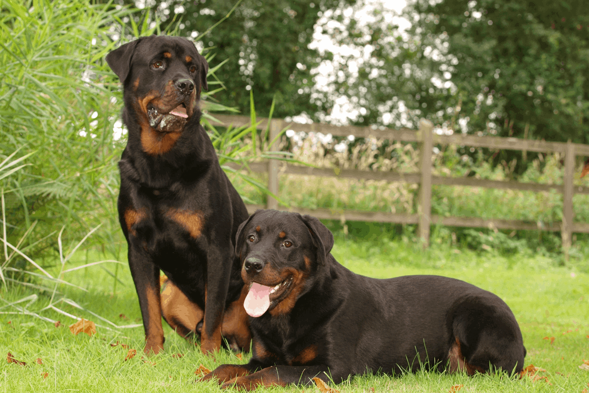 Guide: Should You Get Two Rottweilers At Once? - The German Shepherder