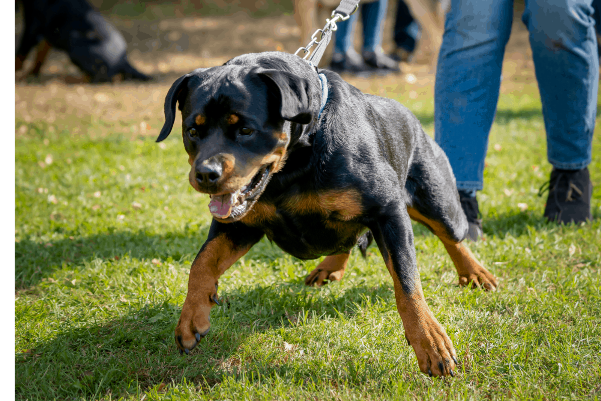 Shock Collars On Rottweilers: The 11 Do’s And Dont’s – The German ...