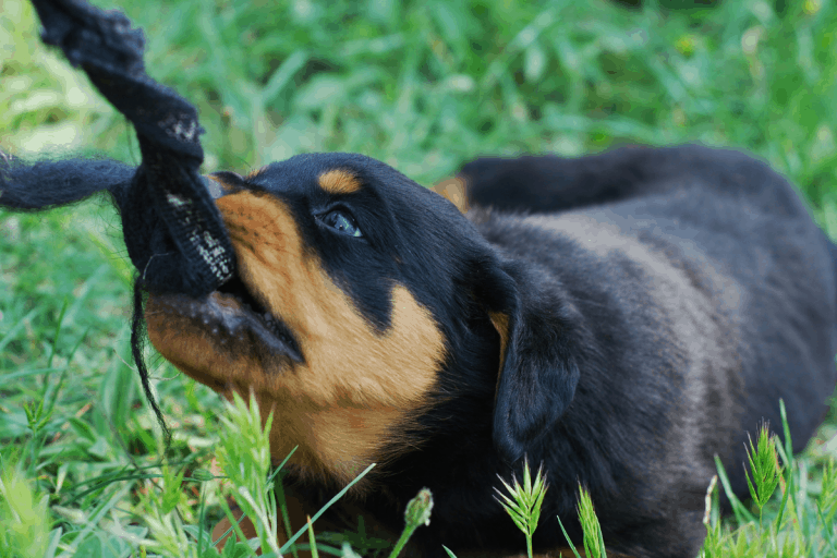 9 Great Ways To Play With A Rottweiler Puppy – The German Shepherder