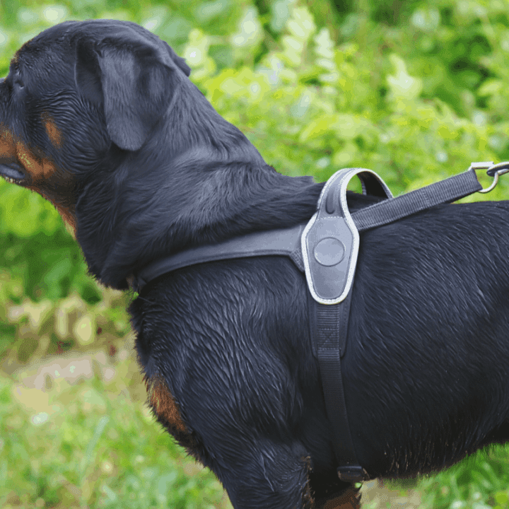 The 7 Best No-Pull Harnesses for Rottweilers: Buyer’s Guide – The ...