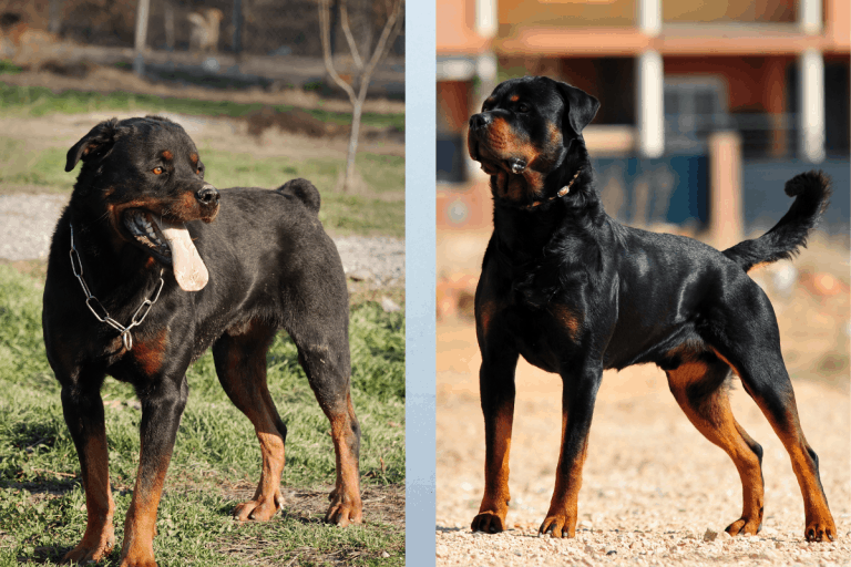 Rottweilers 101: How to Recognize a Purebreed – The German Shepherder