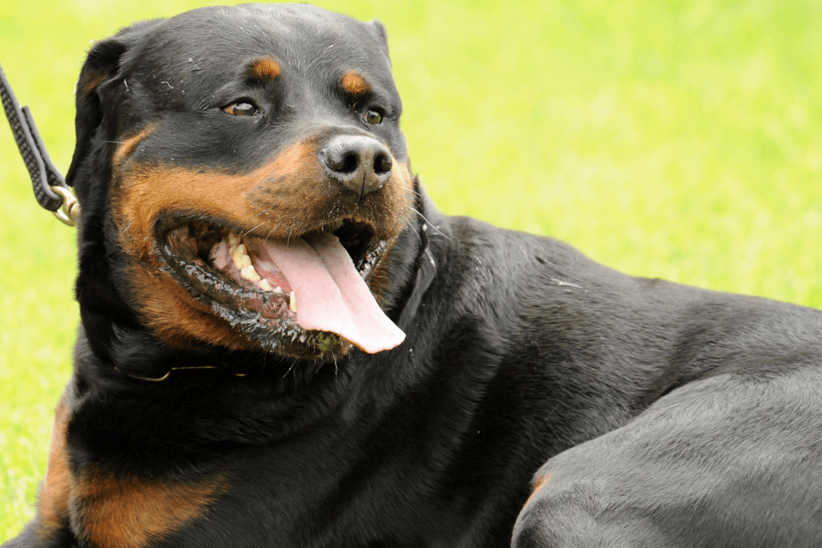 Rottweilers 101: How to Recognize a Purebreed – The German Shepherder