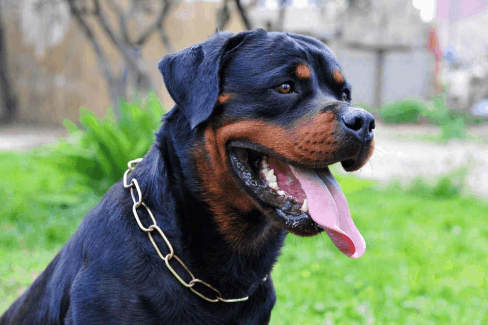 7 Signs That Your Rottweiler Is Overweight - The German Shepherder