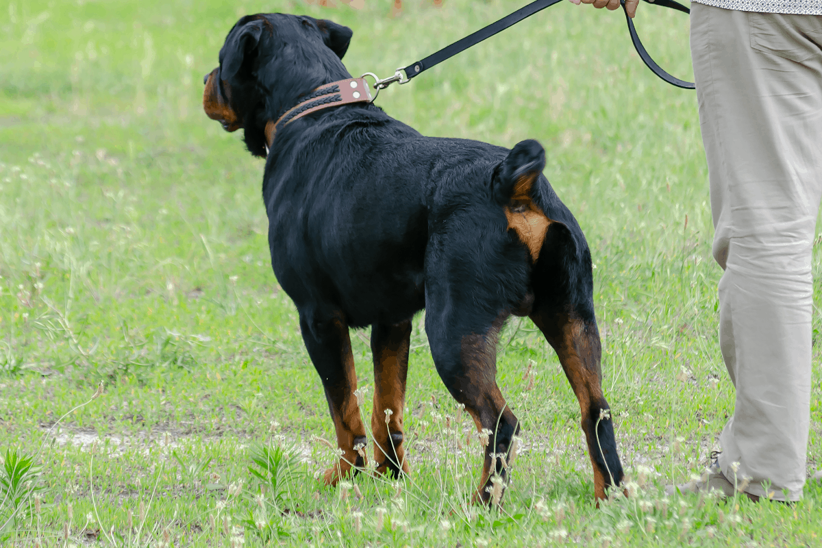 German vs. American Rottie: 12 Differences That Matter – The German ...