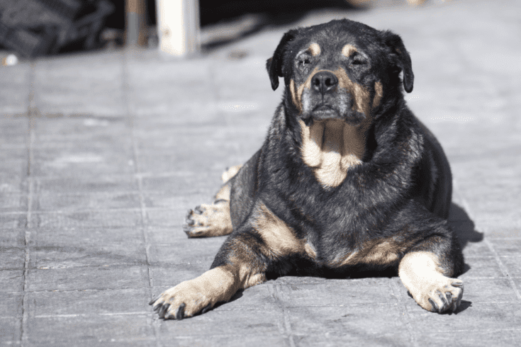 When Do Rottweilers Go Grey? All You Need to Know – The German Shepherder